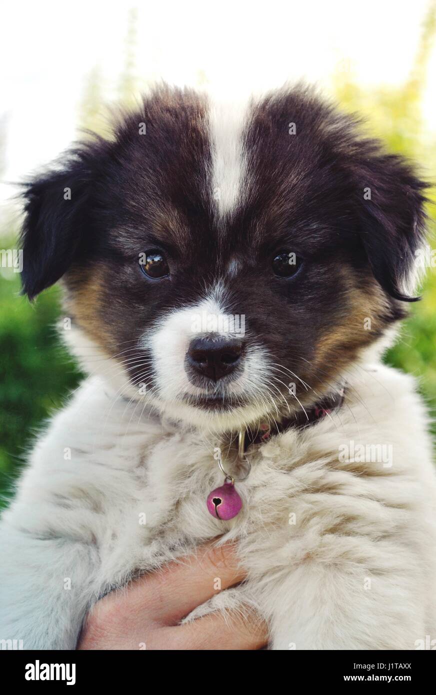 Cute little dog in hi-res stock photography and images - Alamy