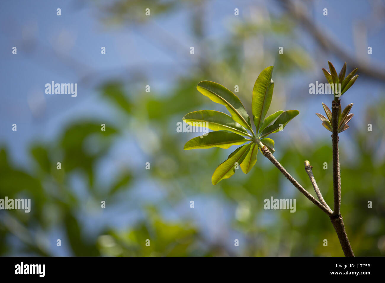 Close up Young leaf of Blackboard Tree, Devil Tree, Alstonia scholaris ...