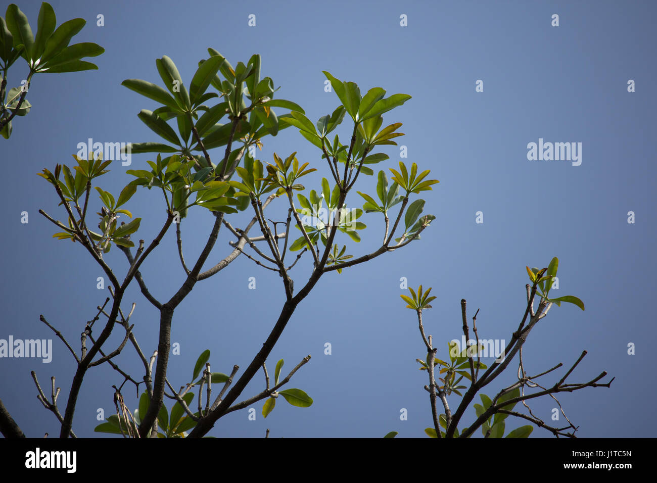 Close up Young leaf of Blackboard Tree, Devil Tree, Alstonia scholaris ...