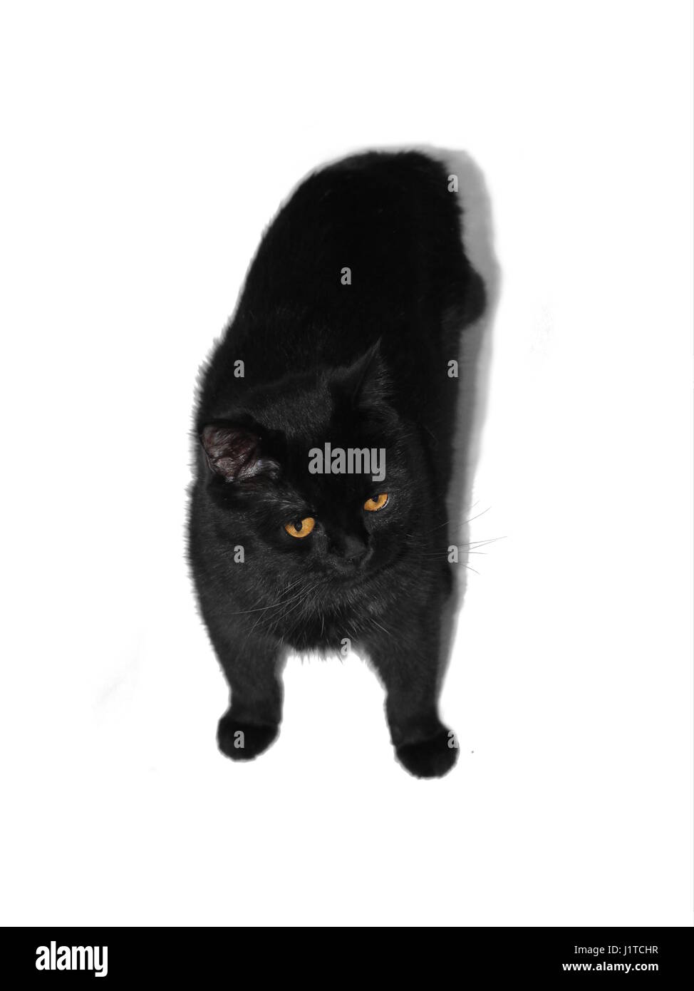 Black cat shot from above, isolated on white background Stock Photo - Alamy
