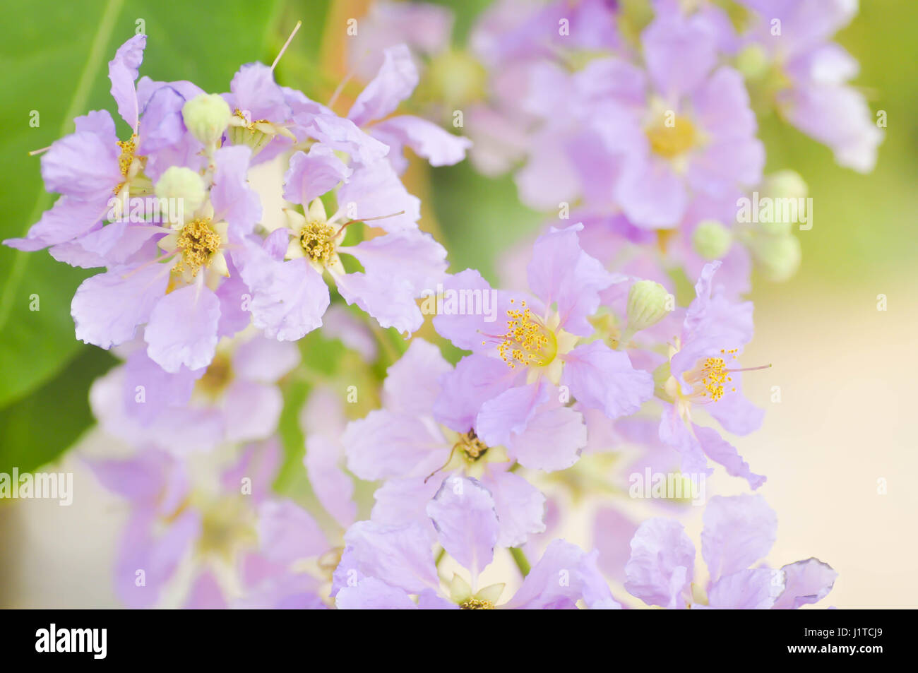 Jarul tree hi-res stock photography and images - Alamy