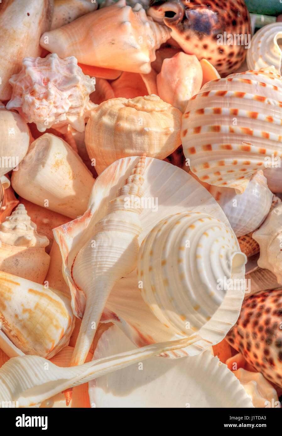 Background of mixed seashells with snails, conch shells, scallops ...