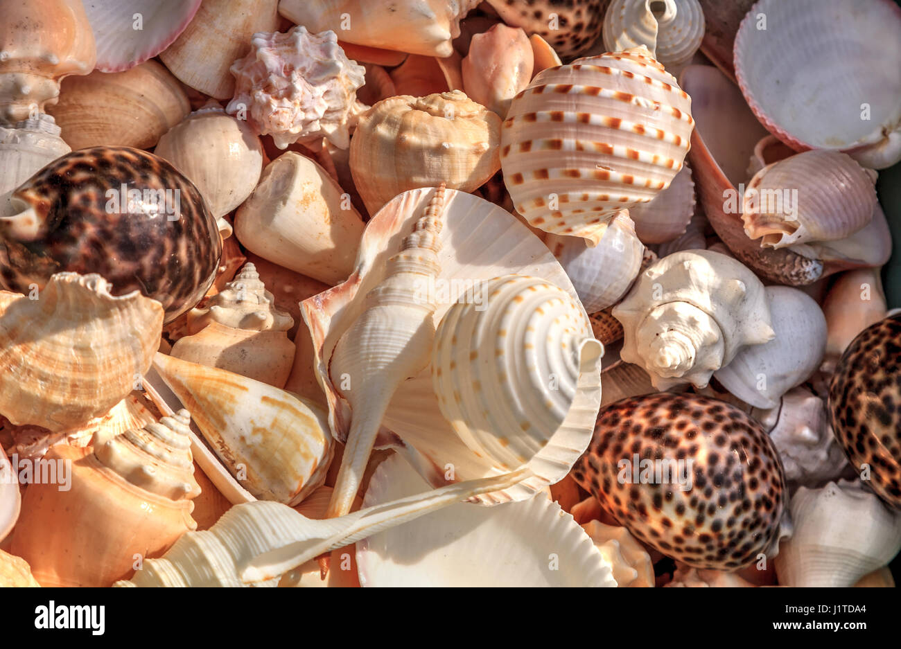 Background of mixed seashells with snails, conch shells, scallops ...