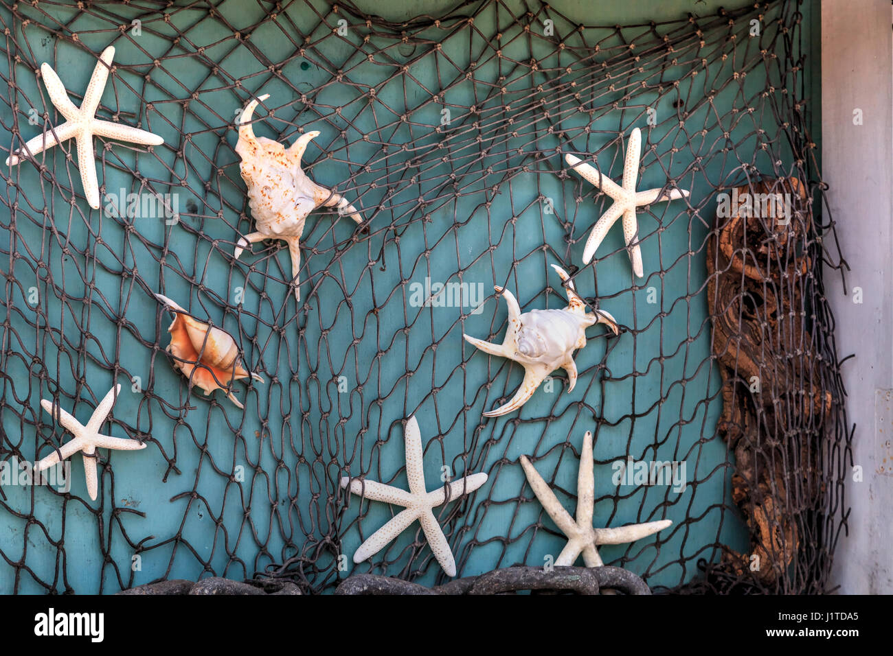 Fishnet background of mixed seashells with snails, conch shells ...