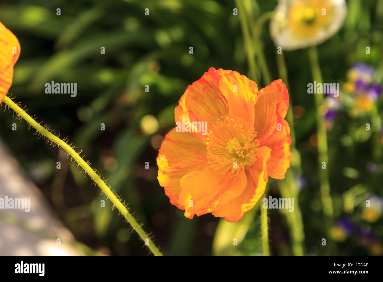 Yellow poppy flower blooms in a botanical garden in Spring Stock Photo ...
