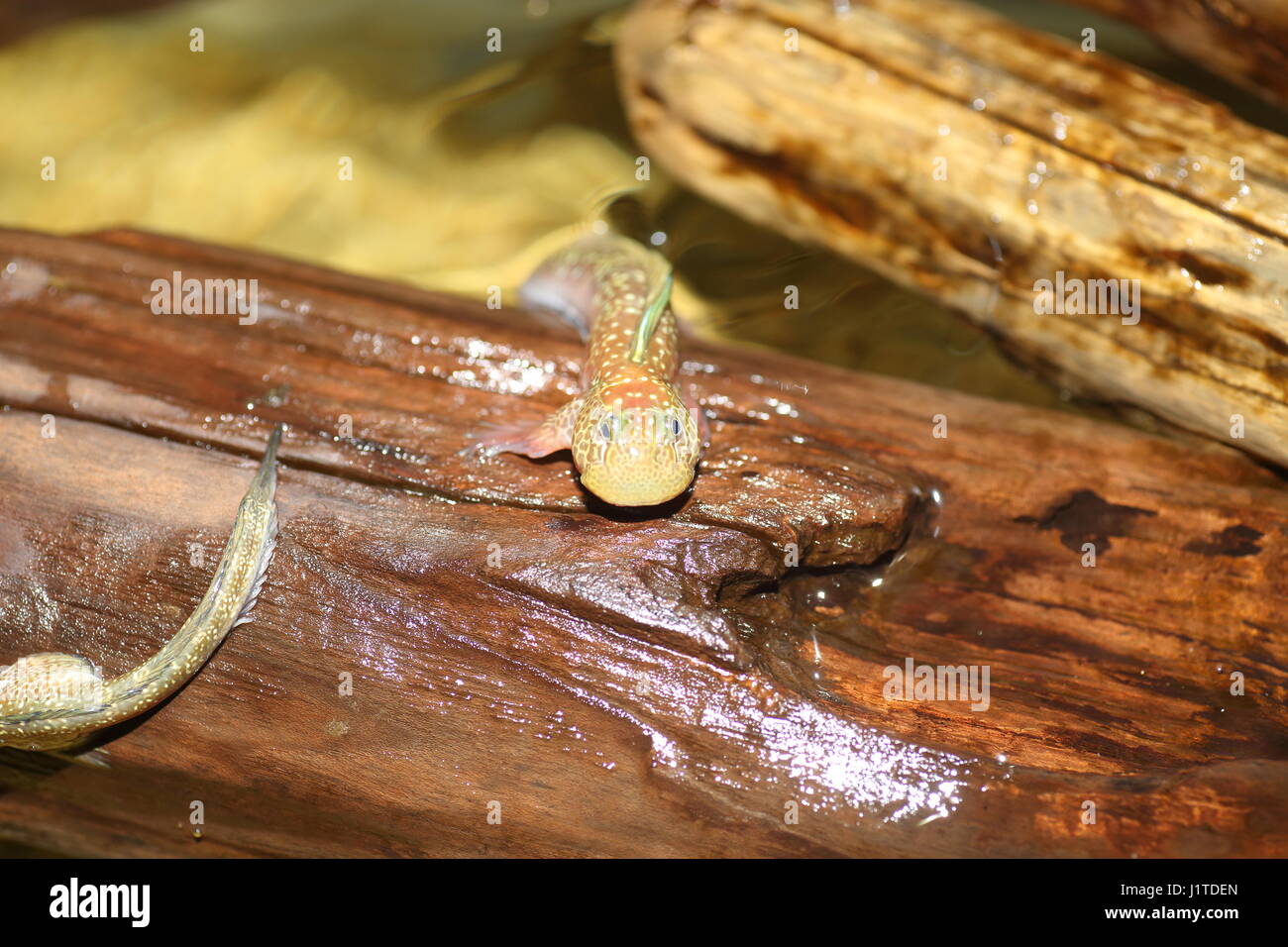 Air breathing hi-res stock photography and images - Alamy