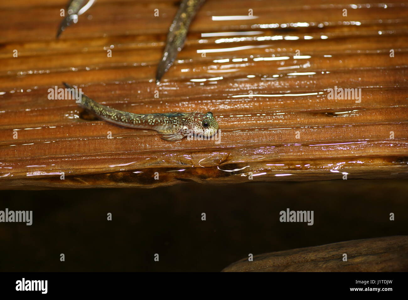 Air breathing fish hi-res stock photography and images - Alamy