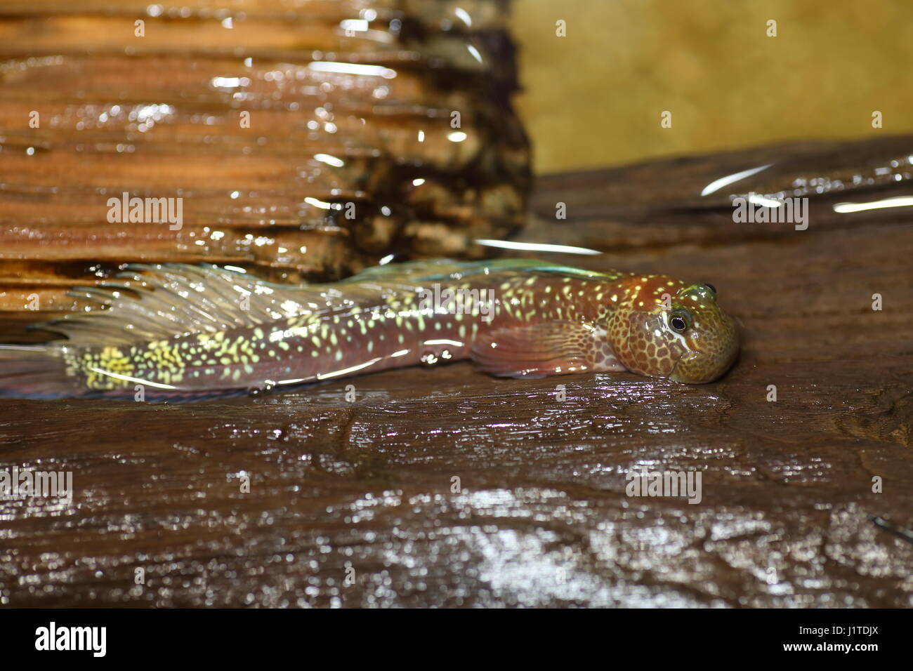 Air breathing hi-res stock photography and images - Alamy