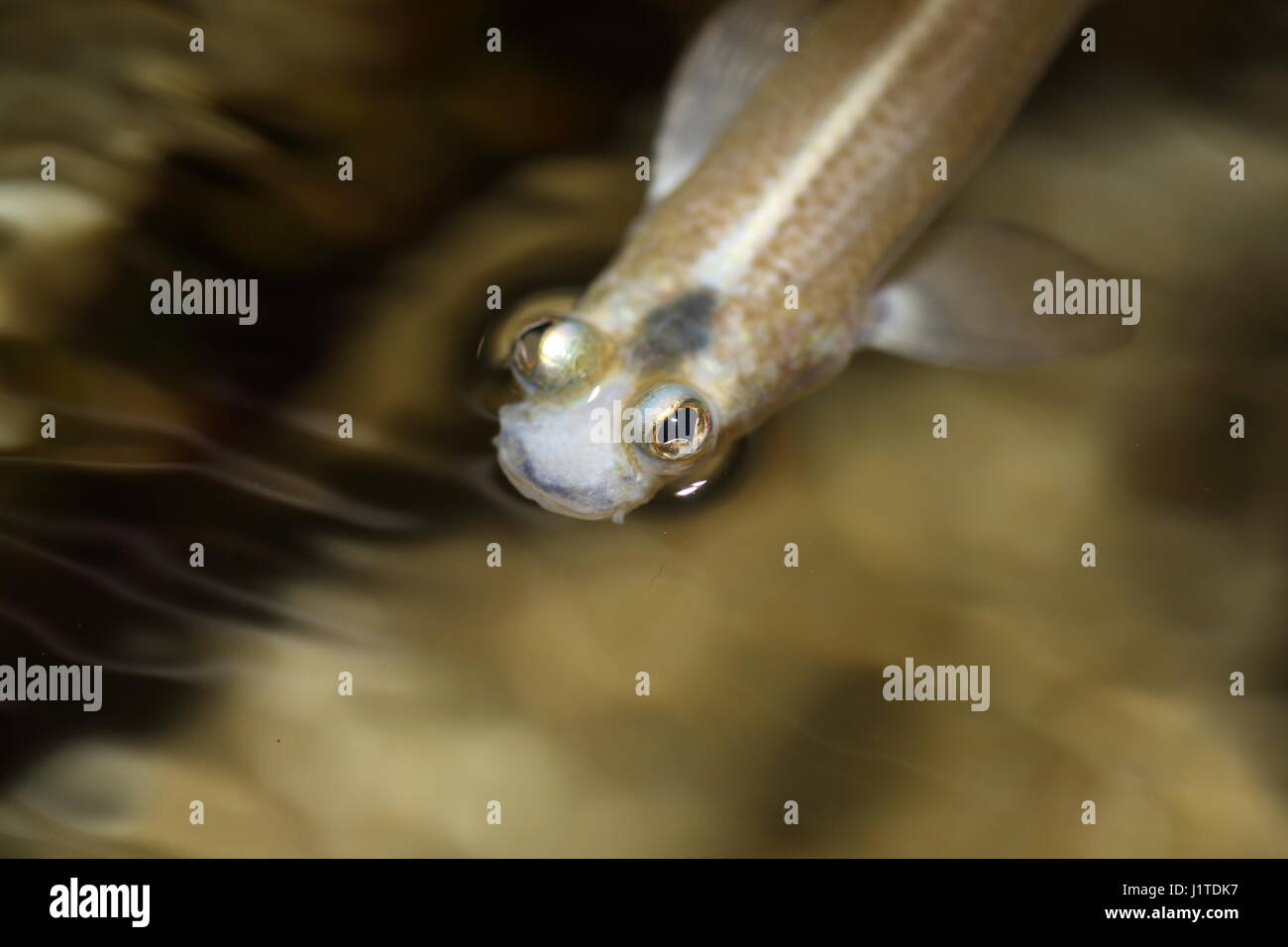 Four eyed anableps hi-res stock photography and images - Alamy