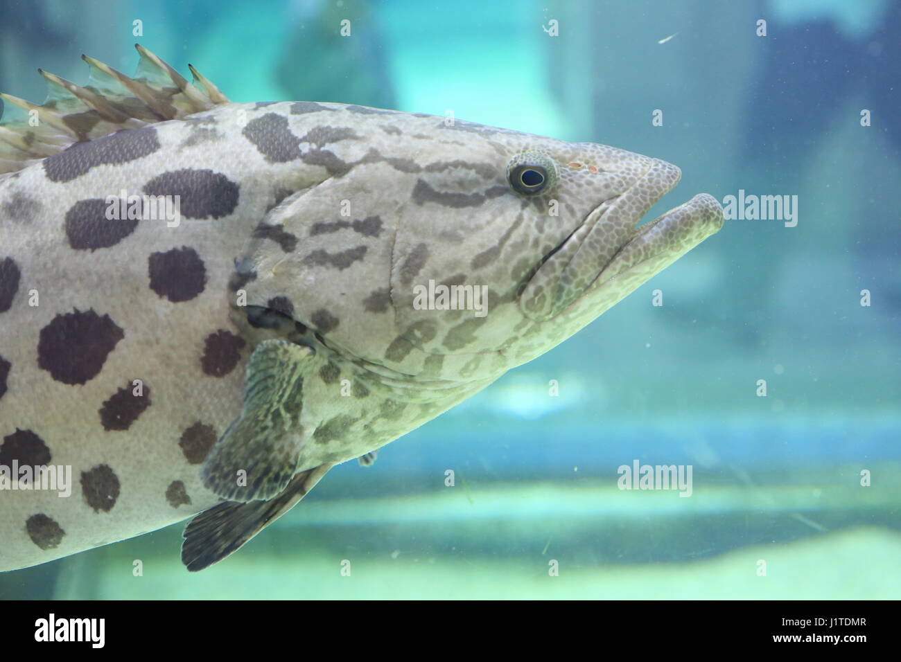 Potato Grouper (Epinephelus tukula) in Japan Stock Photo - Alamy