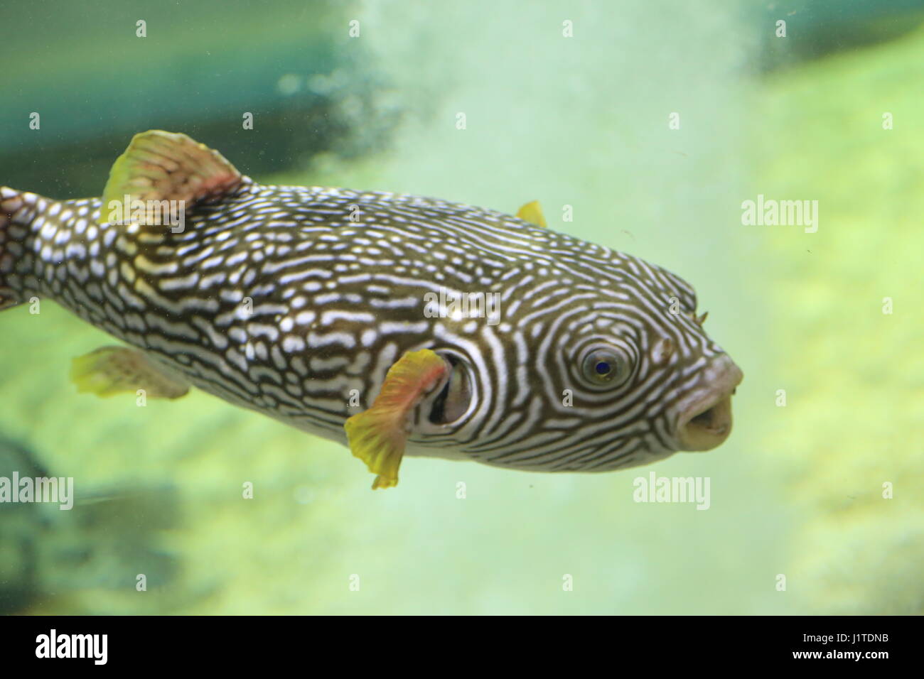 Reticulated pufferfish (Arothron reticularis) in Japan Stock Photo - Alamy