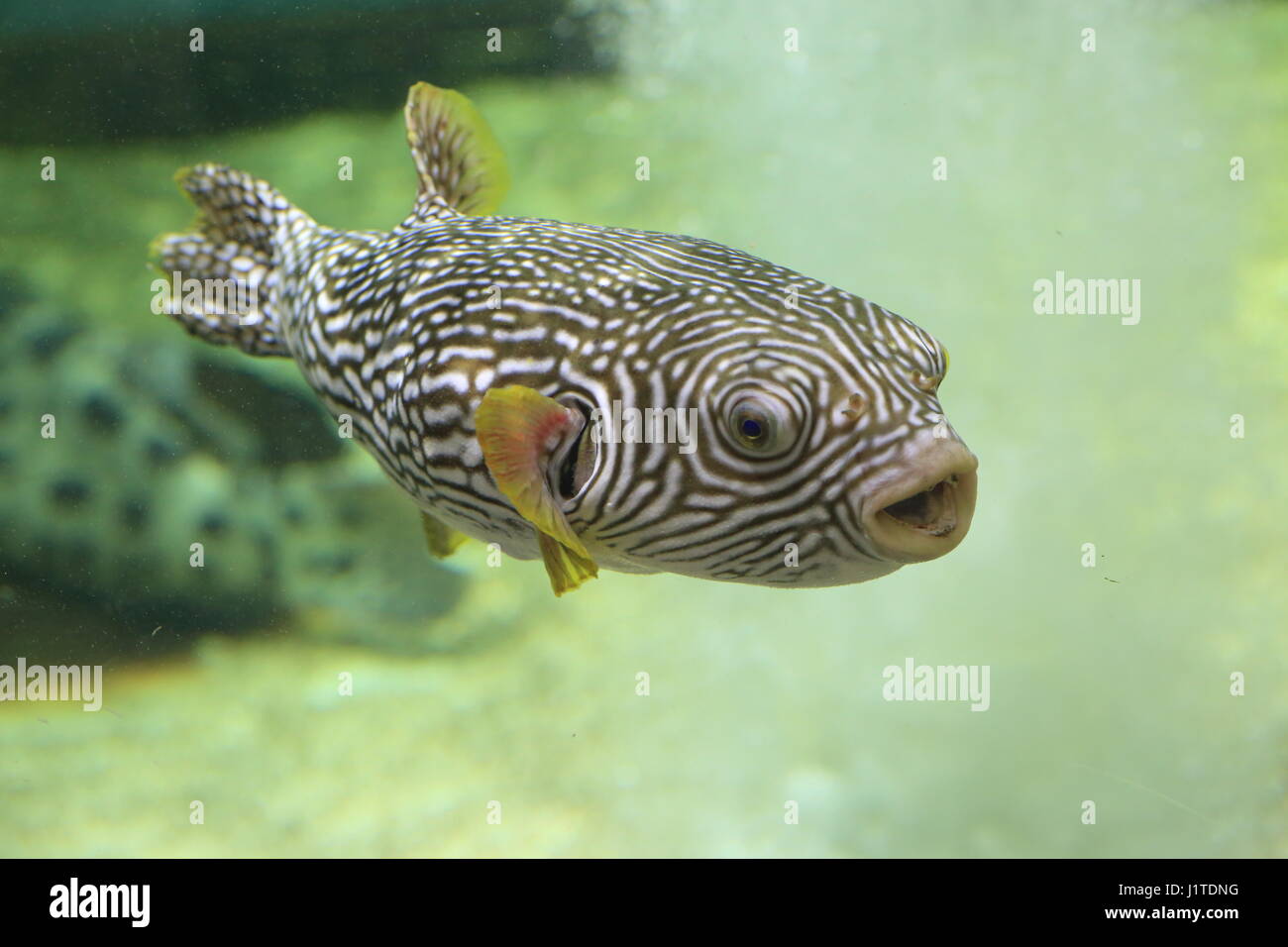 Reticulated pufferfish (Arothron reticularis) in Japan Stock Photo - Alamy