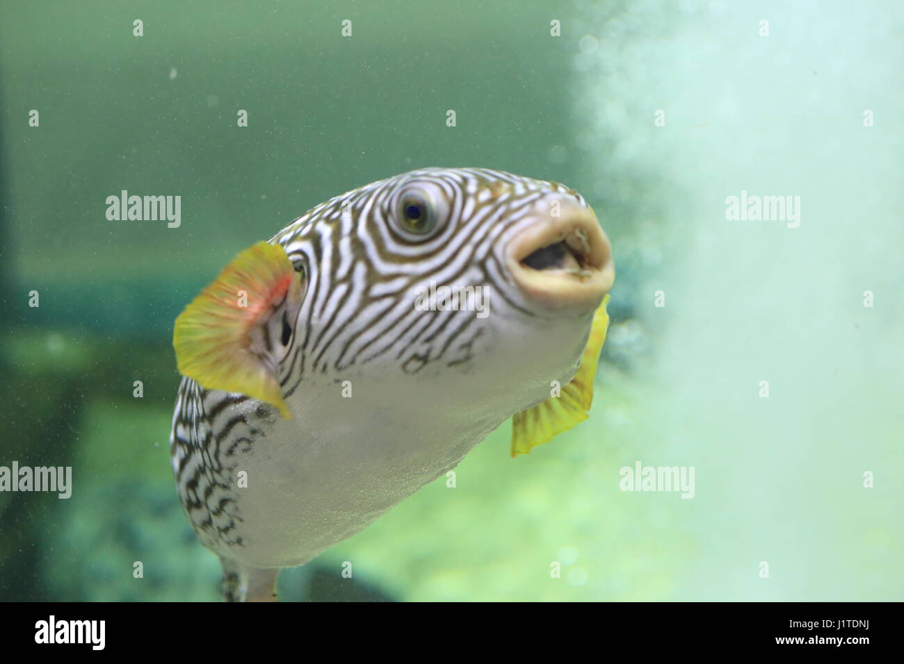 Reticulated pufferfish (Arothron reticularis) in Japan Stock Photo - Alamy