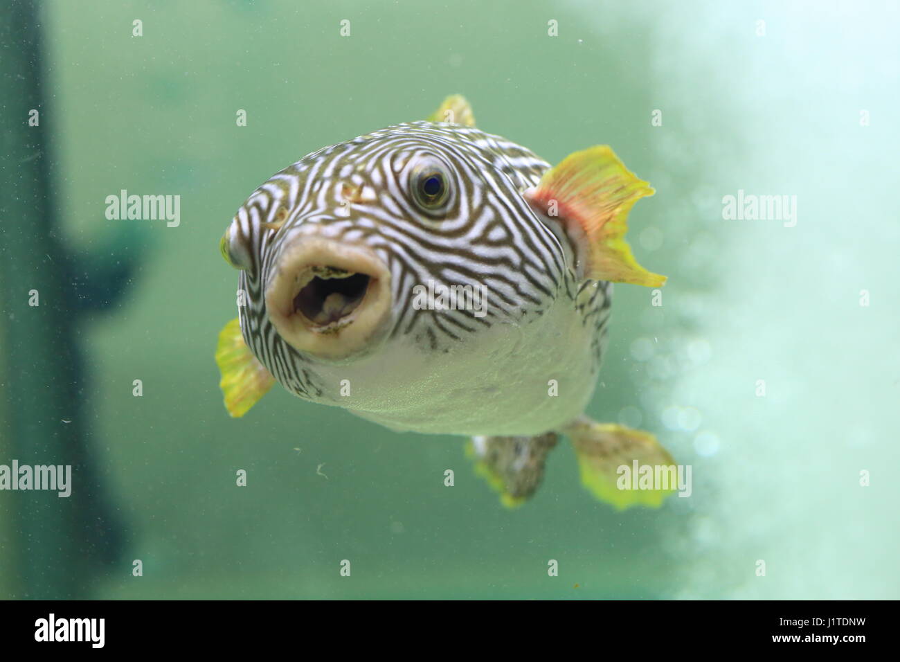Reticulated pufferfish (Arothron reticularis) in Japan Stock Photo - Alamy