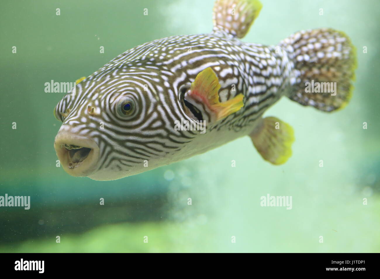 Reticulated pufferfish (Arothron reticularis) in Japan Stock Photo - Alamy