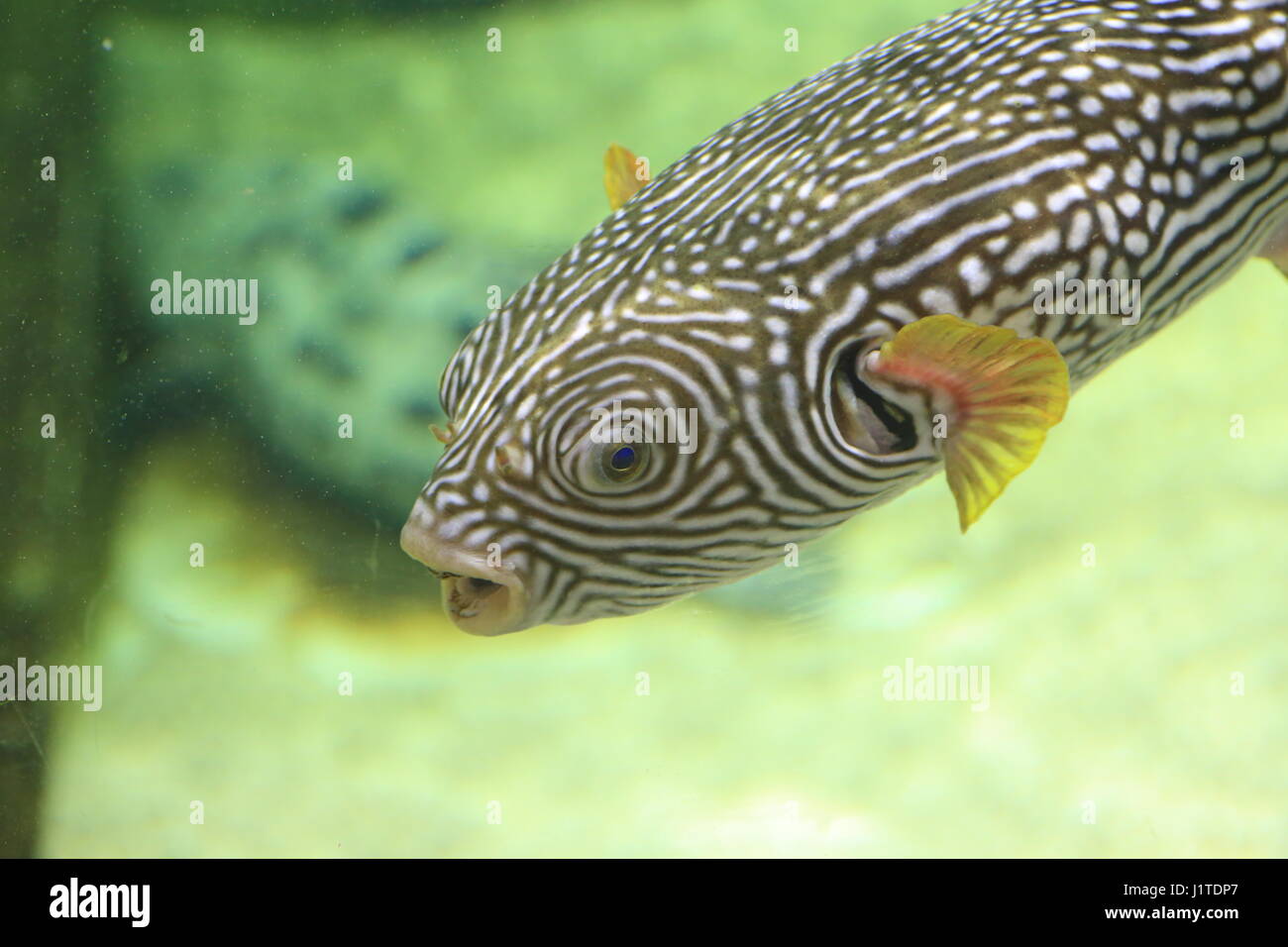 Reticulated pufferfish (Arothron reticularis) in Japan Stock Photo - Alamy