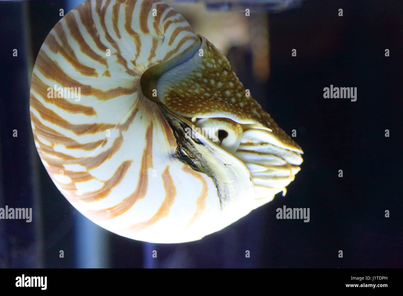 Nautilidae (Nautilidae pompilius) natural background Stock Photo - Alamy