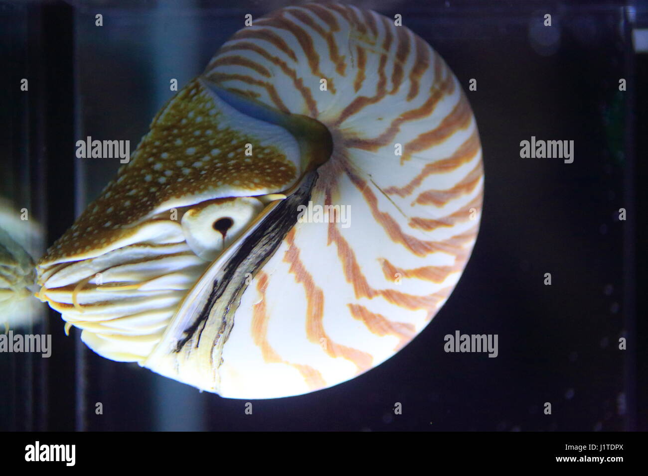 Nautilidae (Nautilidae pompilius) natural background Stock Photo - Alamy