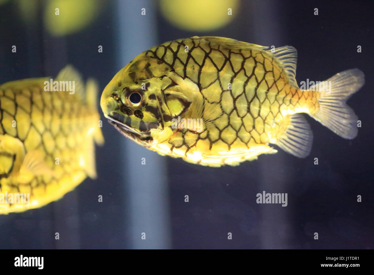 Pinecone fish hi-res stock photography and images - Alamy