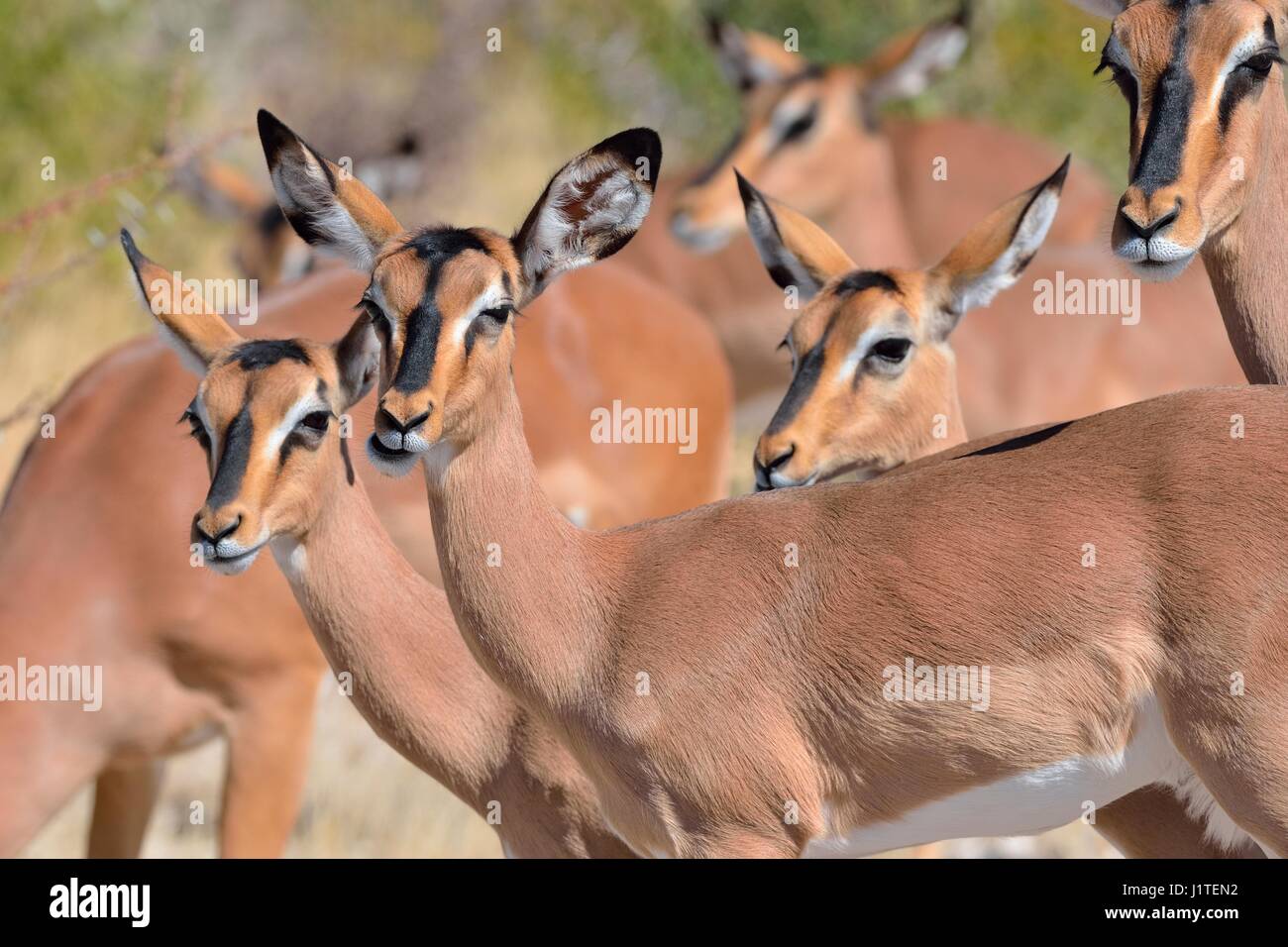 Black-faced impalas (Aepyceros melampus petersi), group of females ...