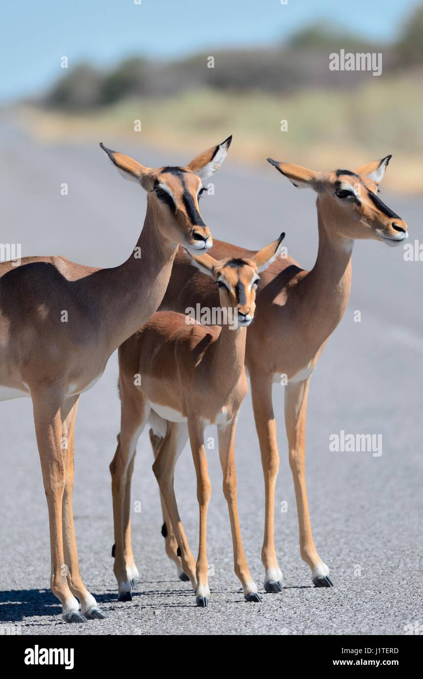 Black faced impalas hi-res stock photography and images - Alamy