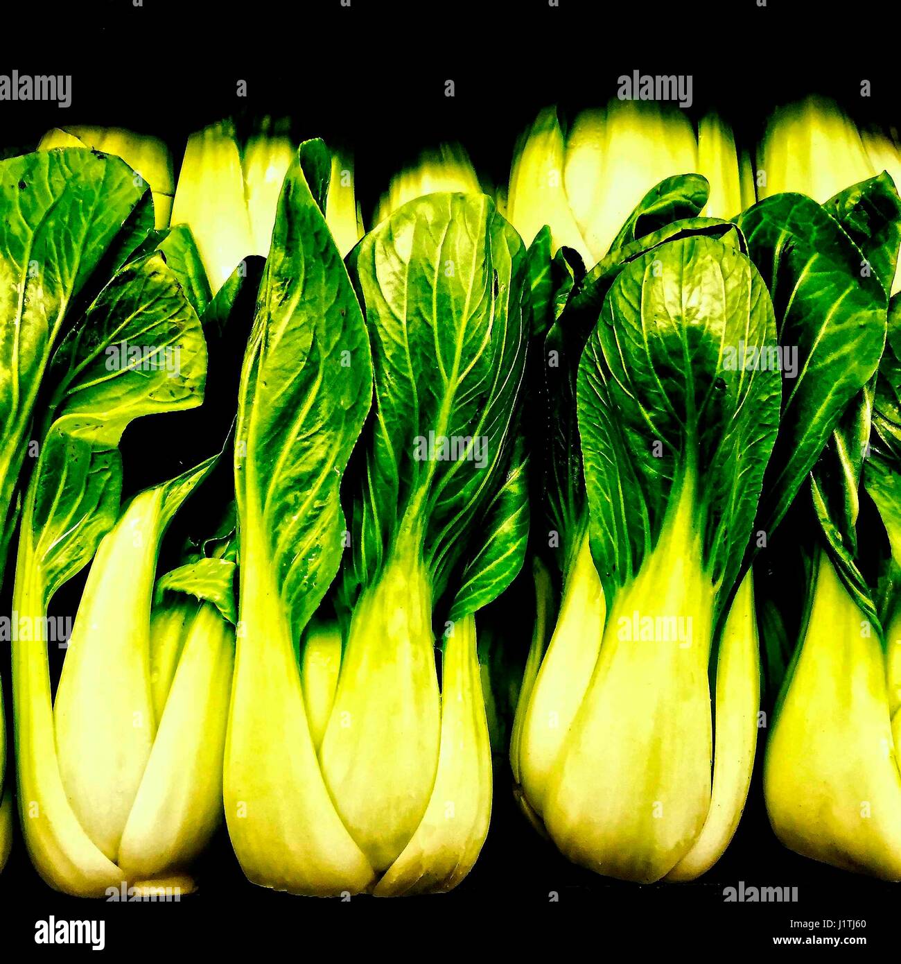 bok choi, choi, bok, chinese bok choi Stock Photo - Alamy
