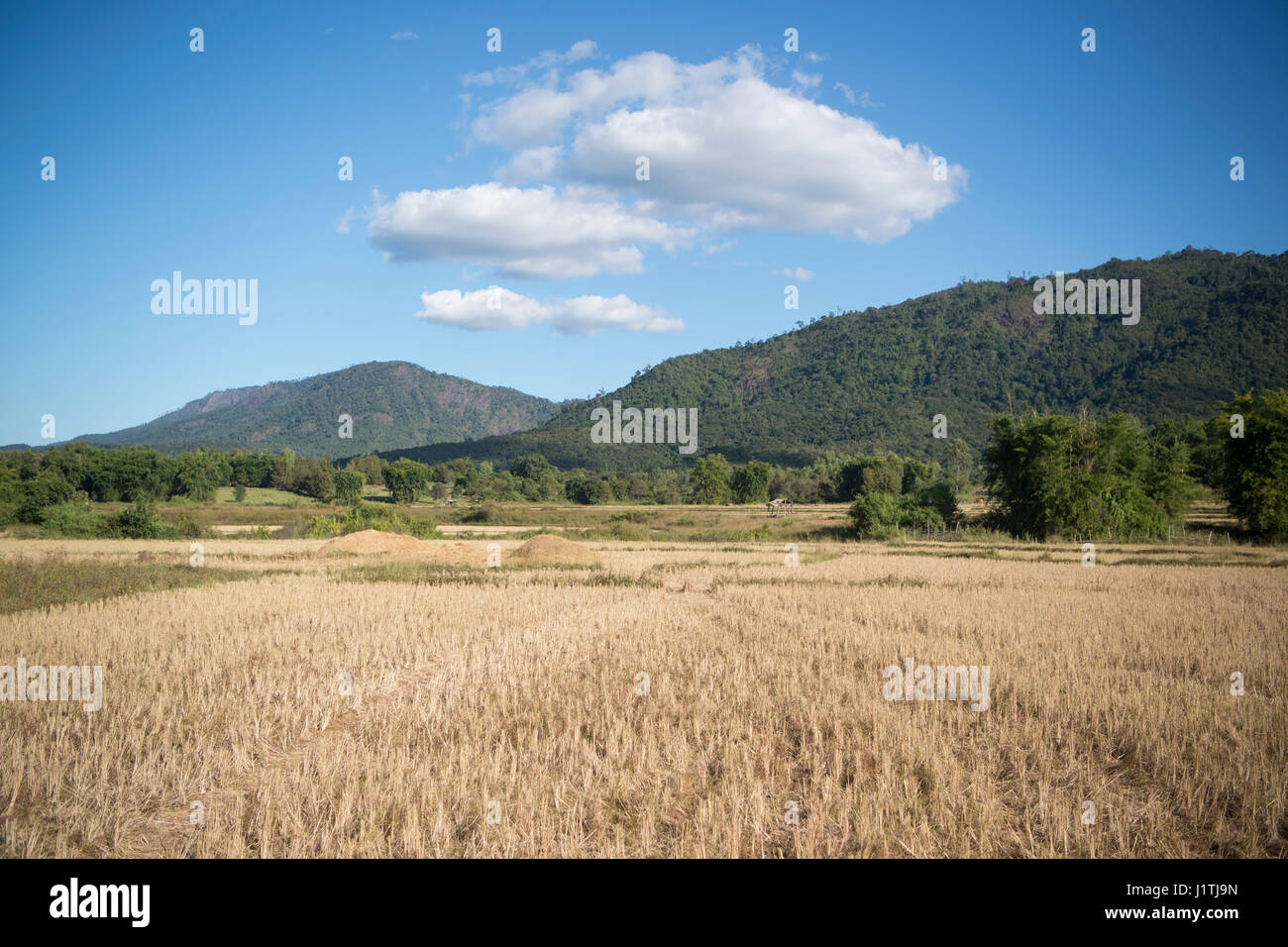 the landscape near the town of Phonsavan in the province Xieng Khuang ...