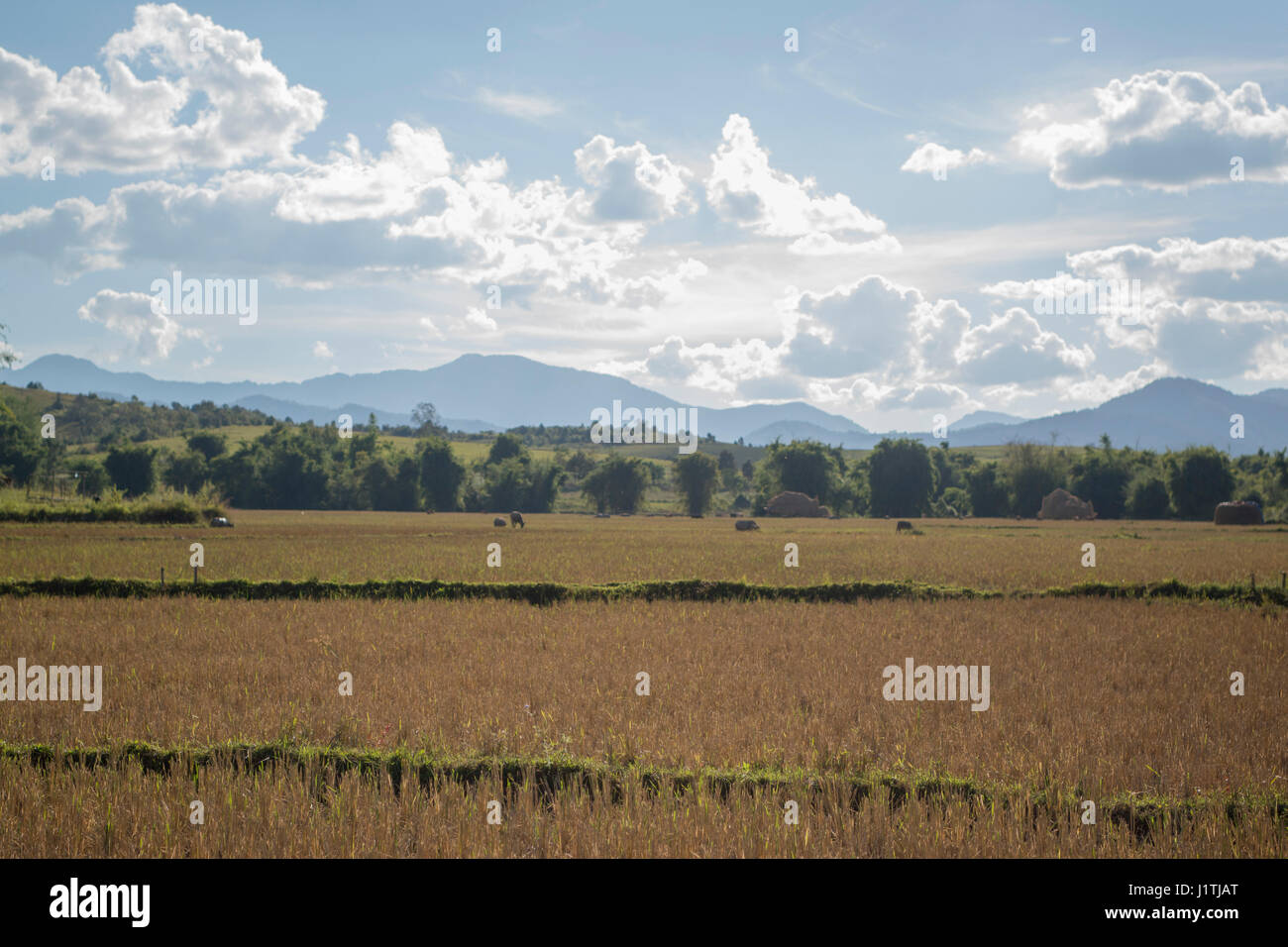 the landscape near the town of Phonsavan in the province Xieng Khuang ...