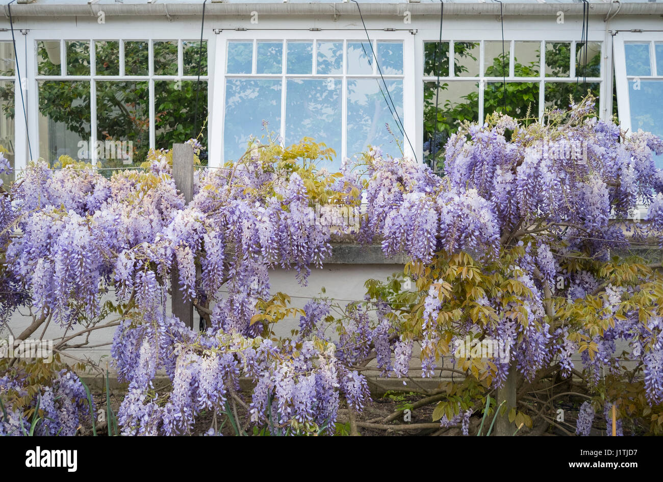 19th century Camellia conservatory at Chiswick House and gardens in ...