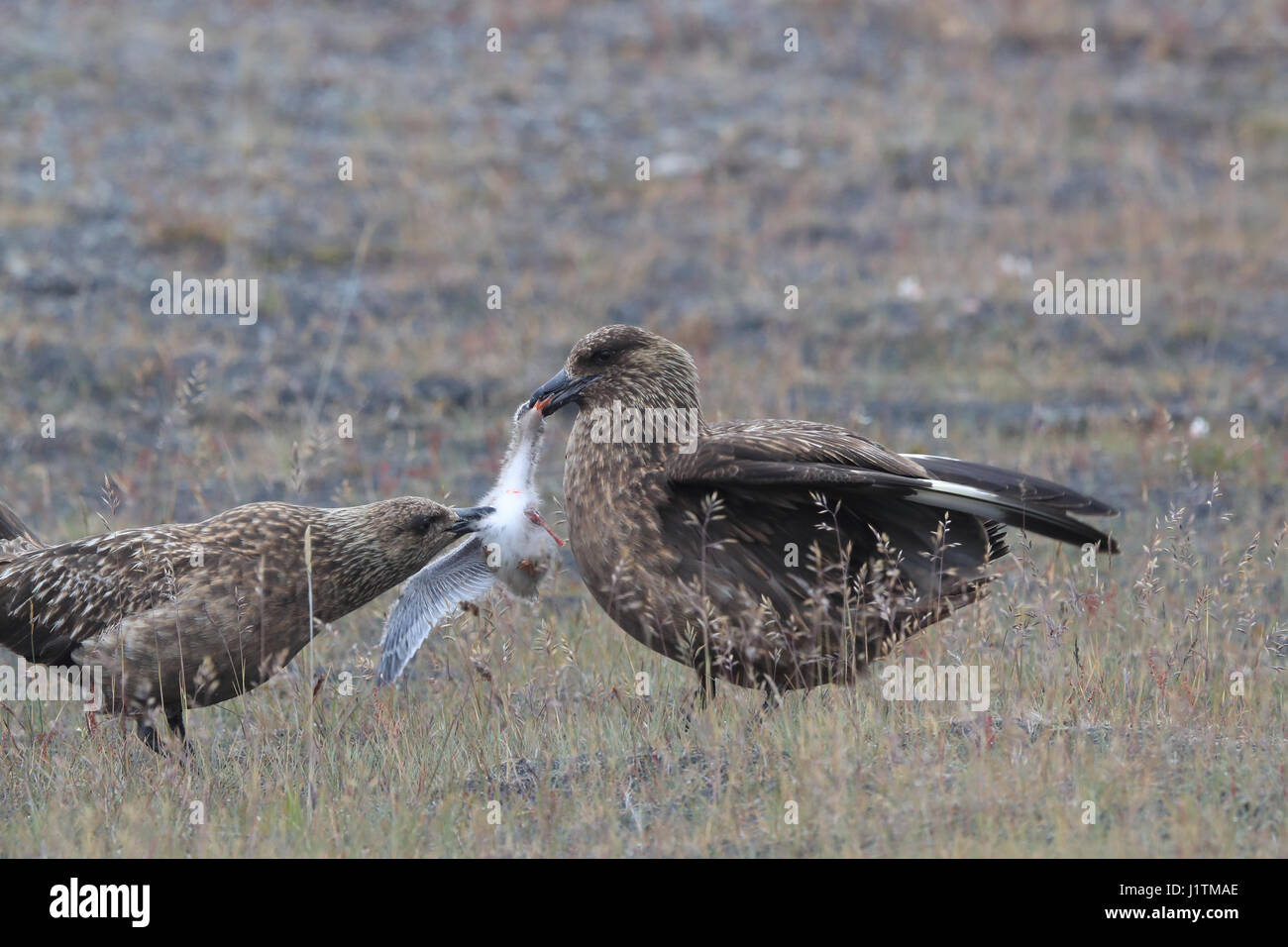 South polar skua feeding hi-res stock photography and images - Alamy