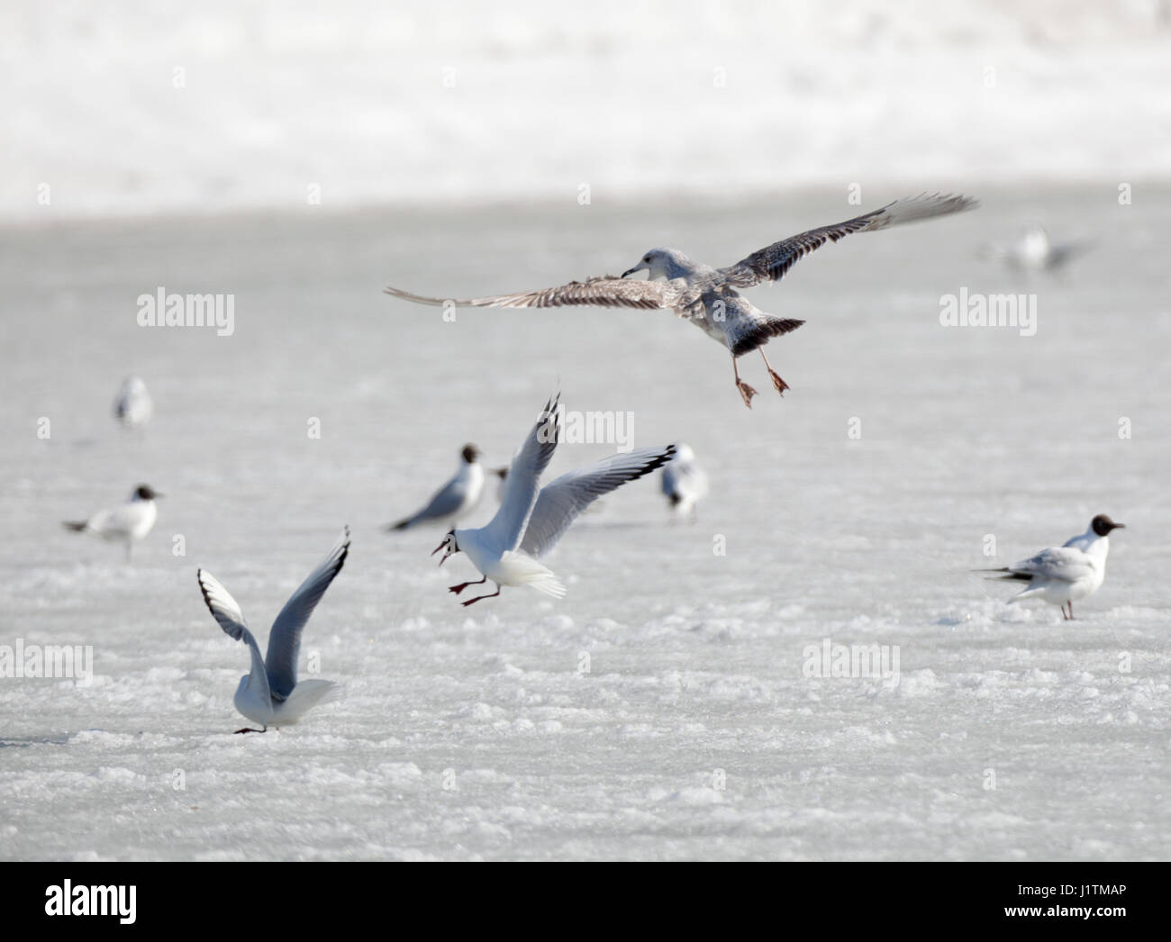 Gull (Larus sp.) Bird's species is identified inaccurately. Russia ...