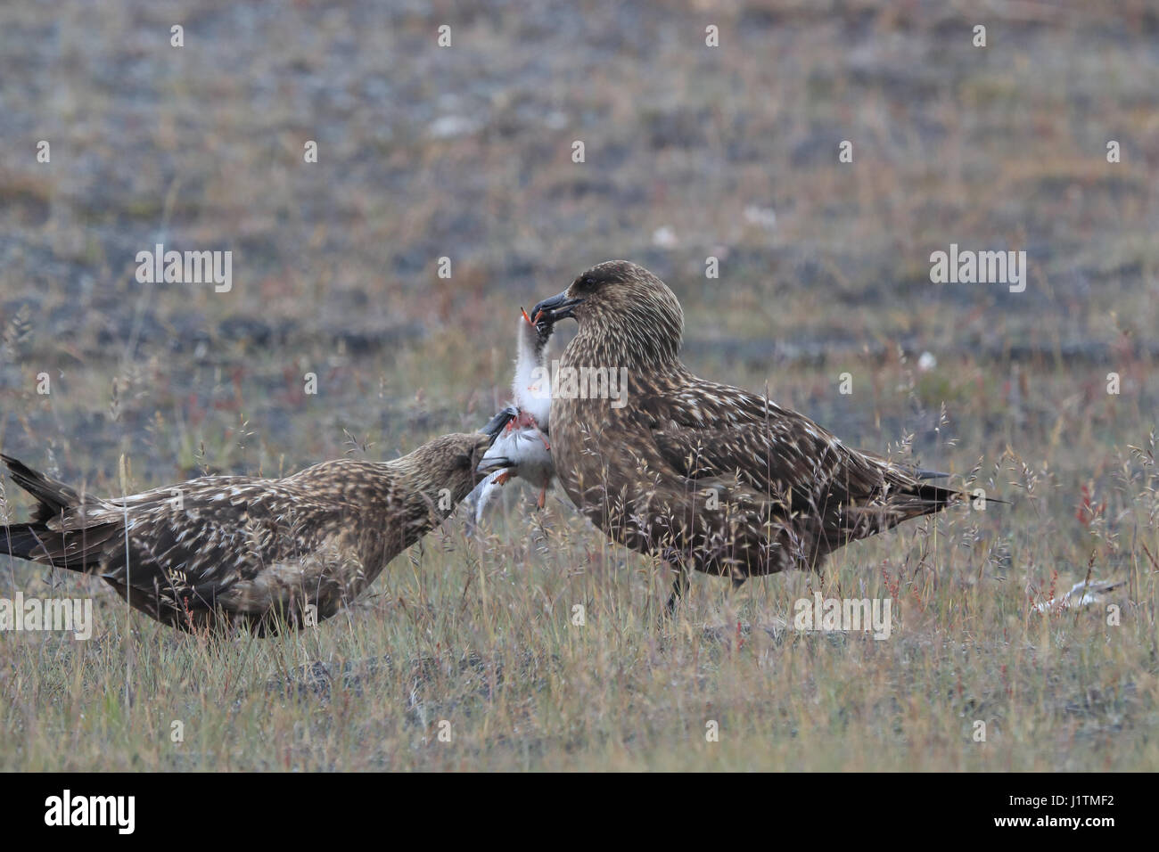 South polar skua feeding hi-res stock photography and images - Alamy