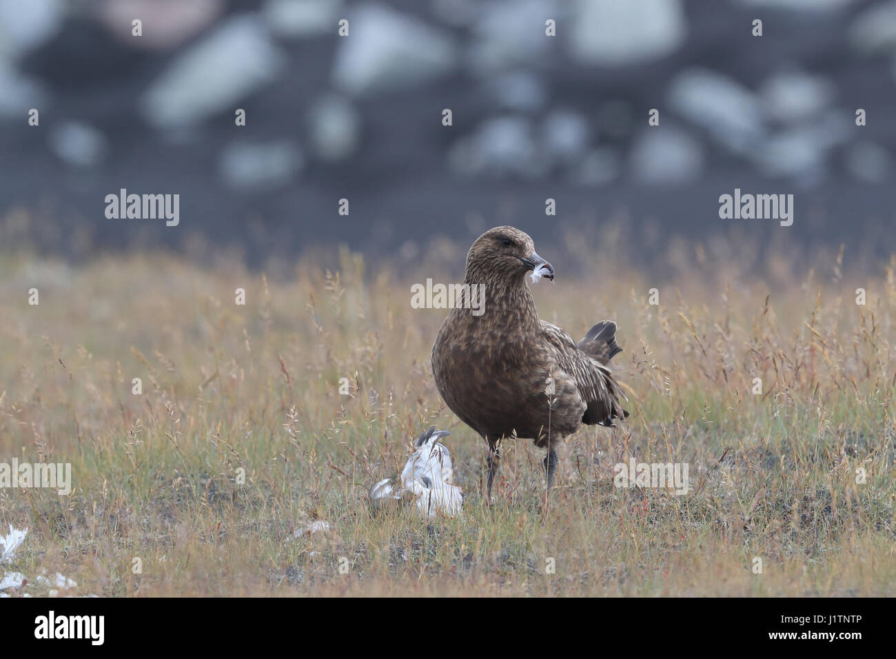 South polar skua feeding hi-res stock photography and images - Alamy