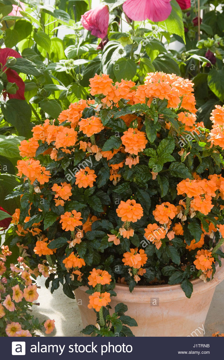 CROSSANDRA 'ORANGE MARMALADE' Stock Photo: 138843079 - Alamy