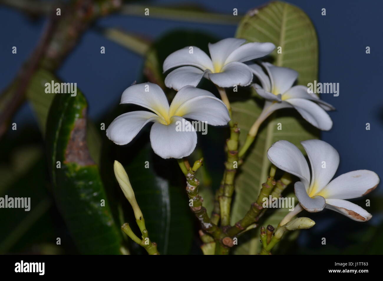 Fisheye lens flowers hi-res stock photography and images - Alamy