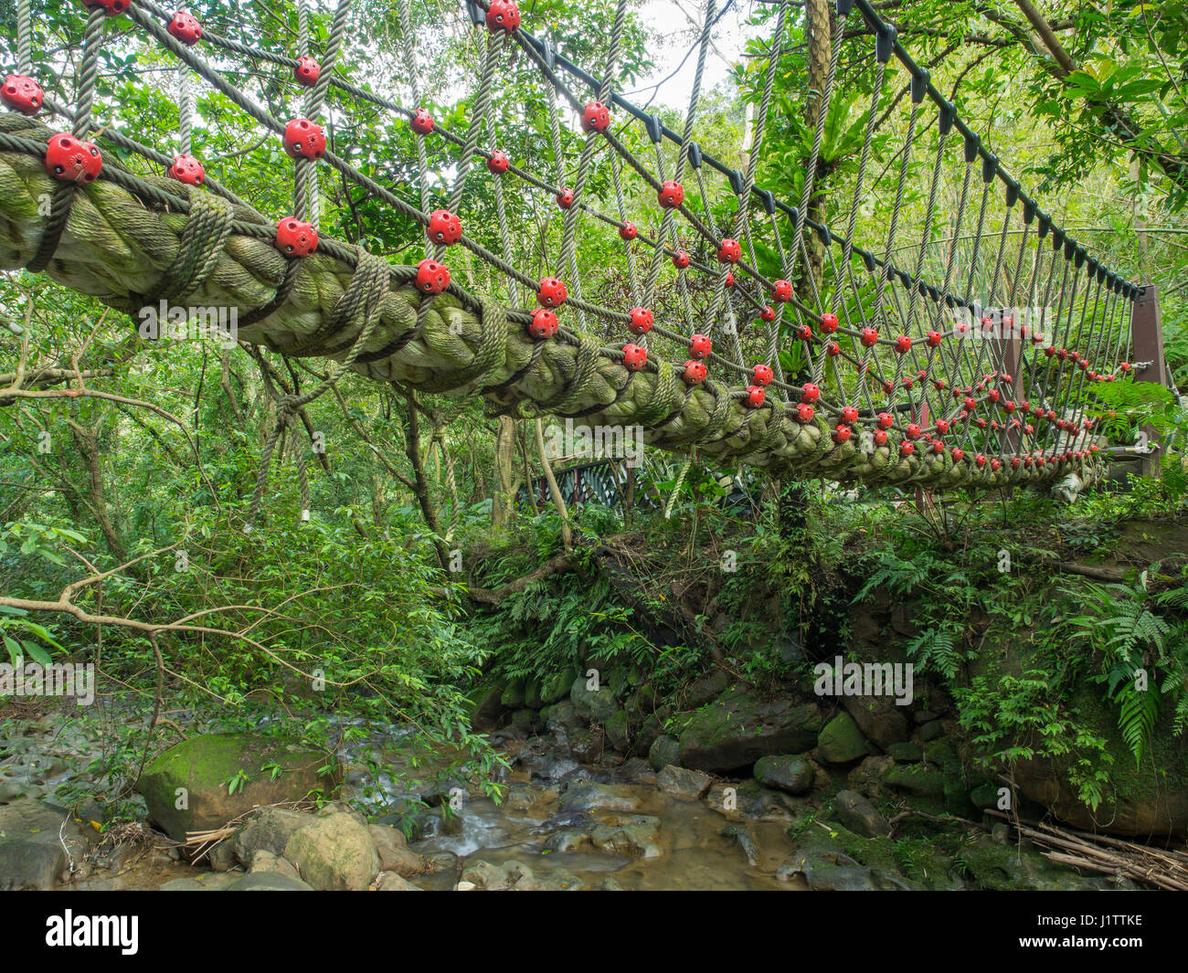 Sternum wire hi-res stock photography and images - Alamy
