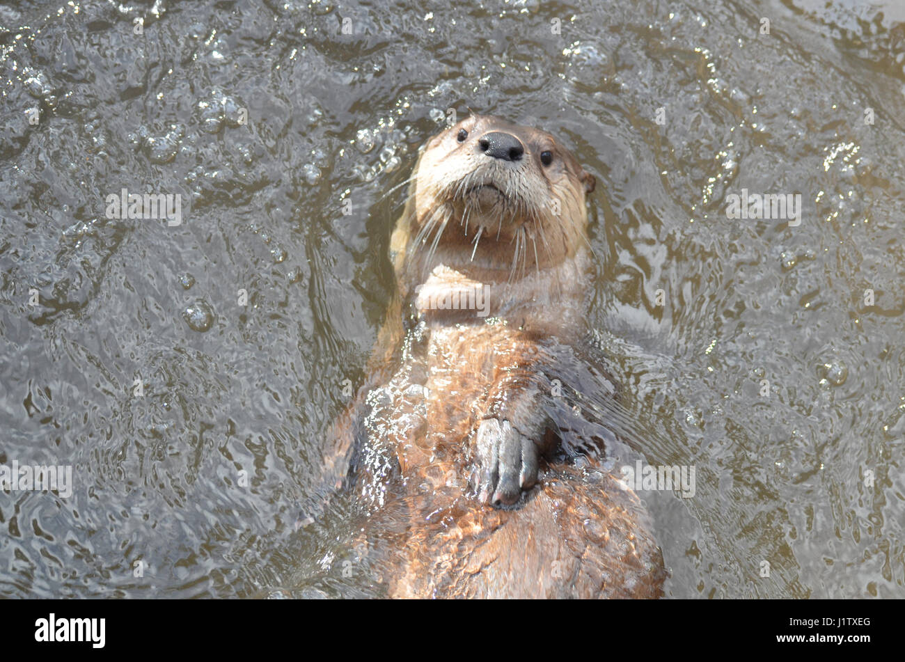 River otter floating in a river on his back Stock Photo - Alamy