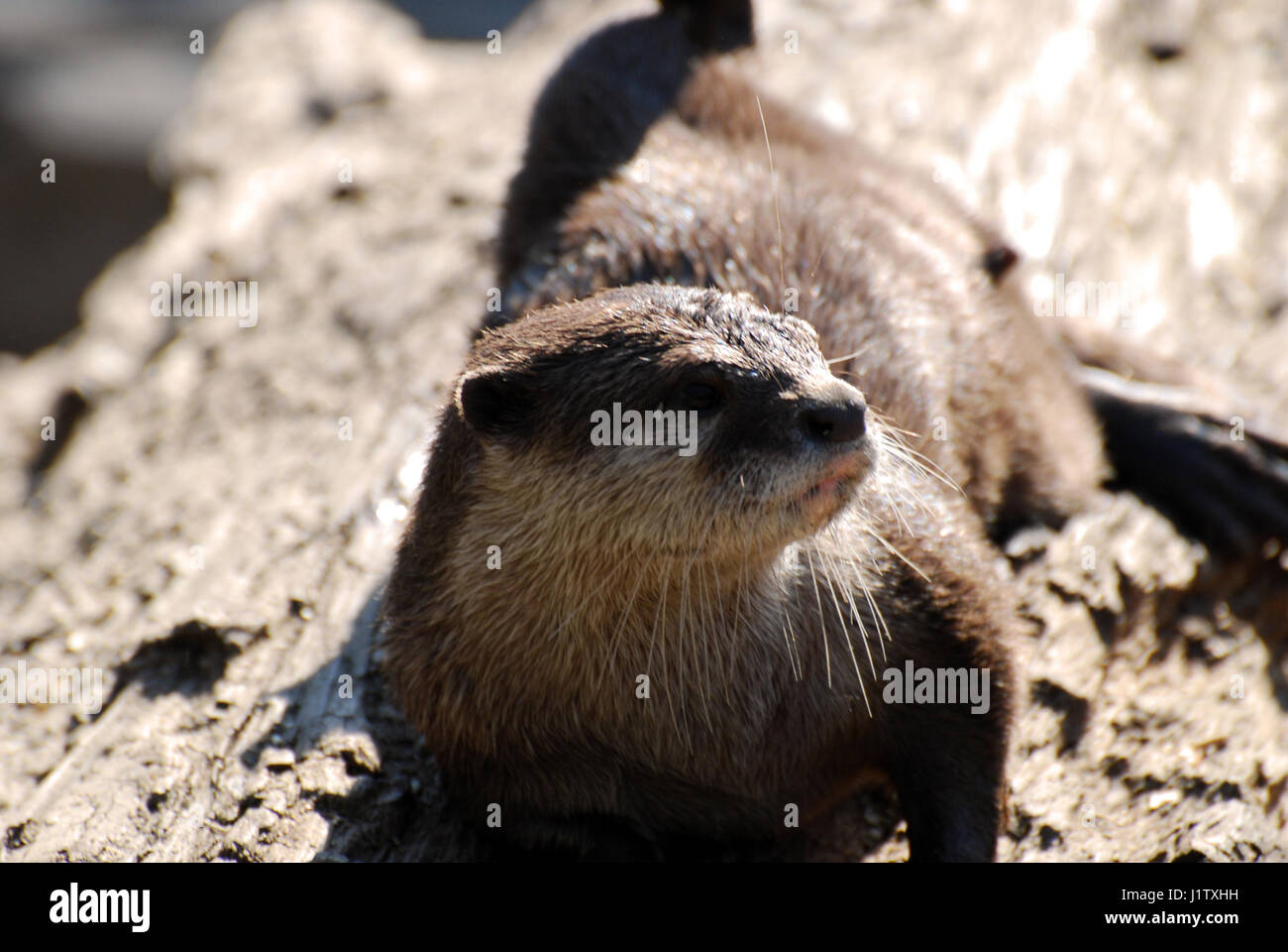 River otter on log hi-res stock photography and images - Alamy
