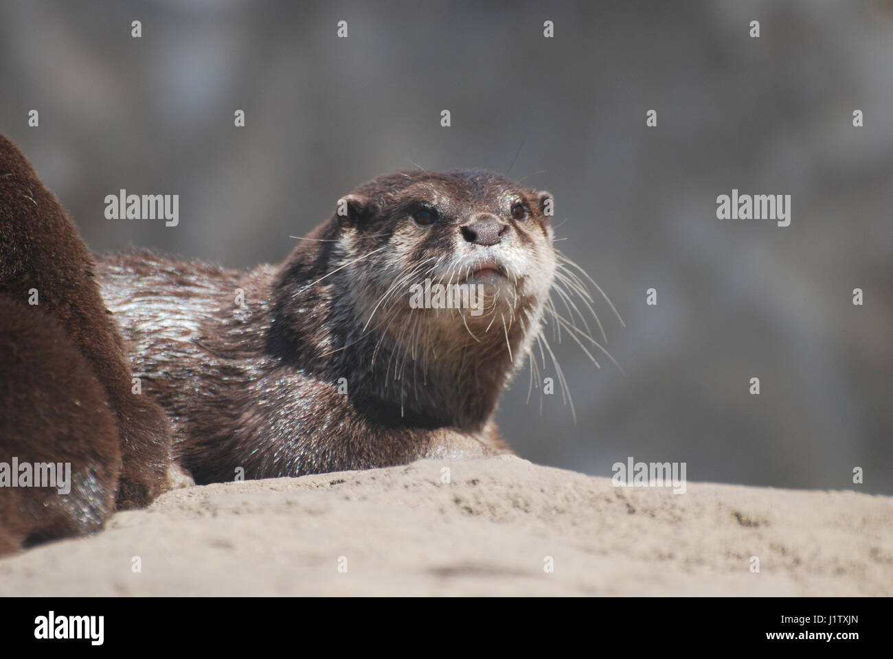 Otter sitting up hi-res stock photography and images - Alamy