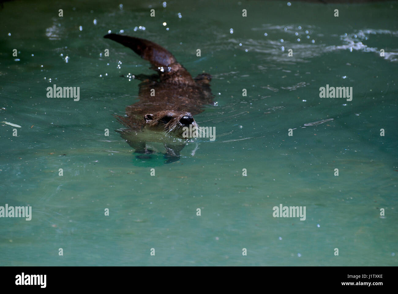 River otter swimming on top of the water Stock Photo - Alamy
