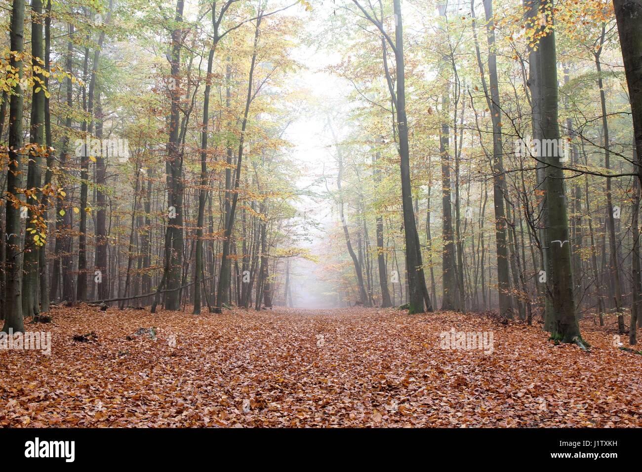 forest path in autumn Stock Photo - Alamy