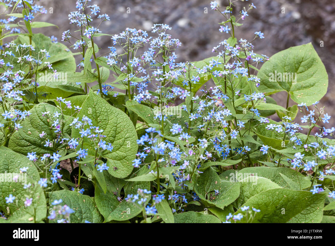 Brunnera Garden Border Stock Photos & Brunnera Garden Border Stock ...