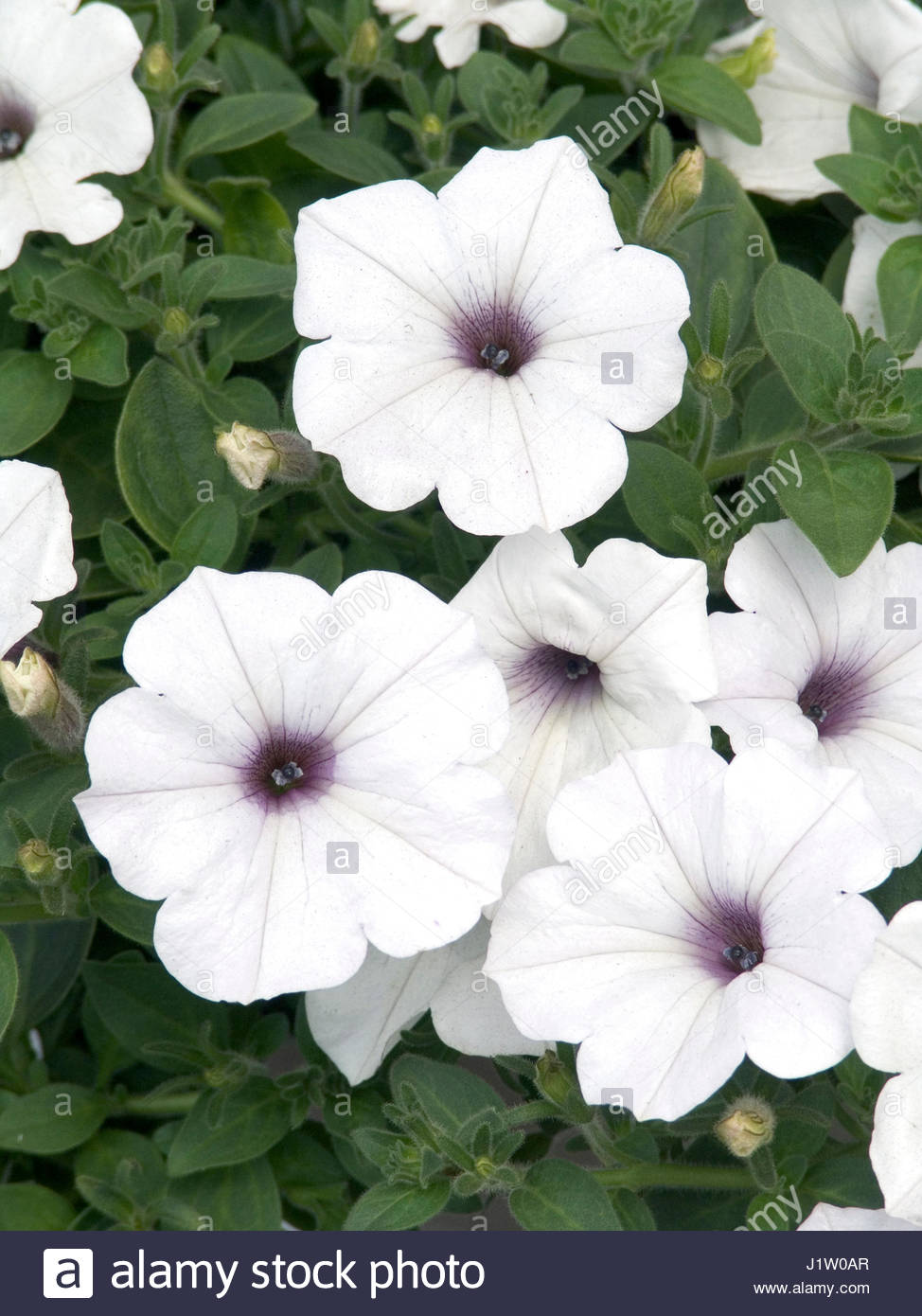 Supertunia Stock Photos & Supertunia Stock Images - Alamy