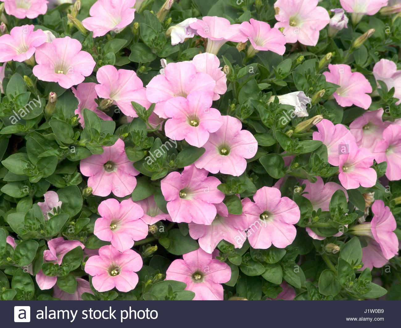 Supertunia Stock Photos & Supertunia Stock Images - Alamy