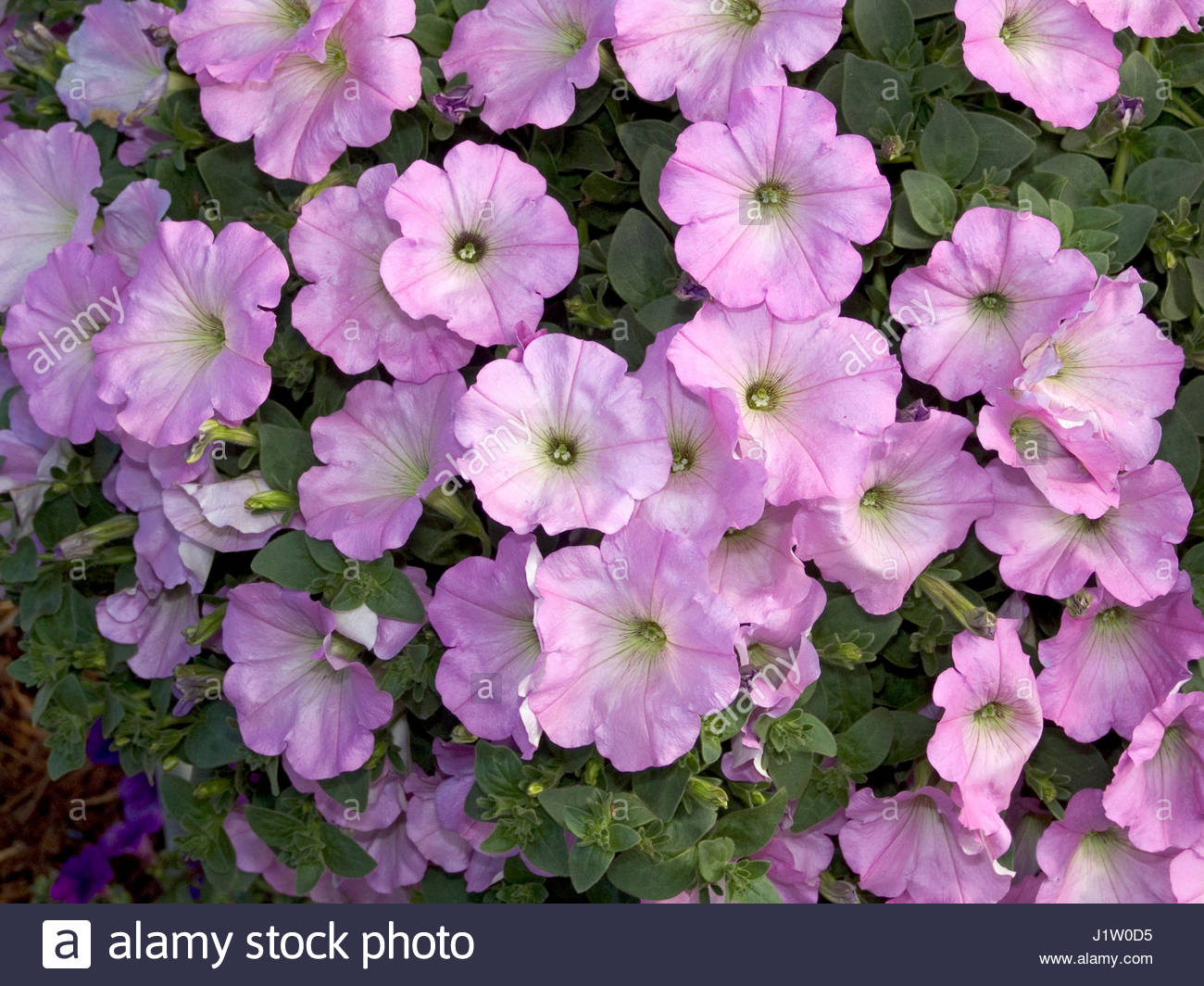 Supertunia Stock Photos & Supertunia Stock Images - Alamy