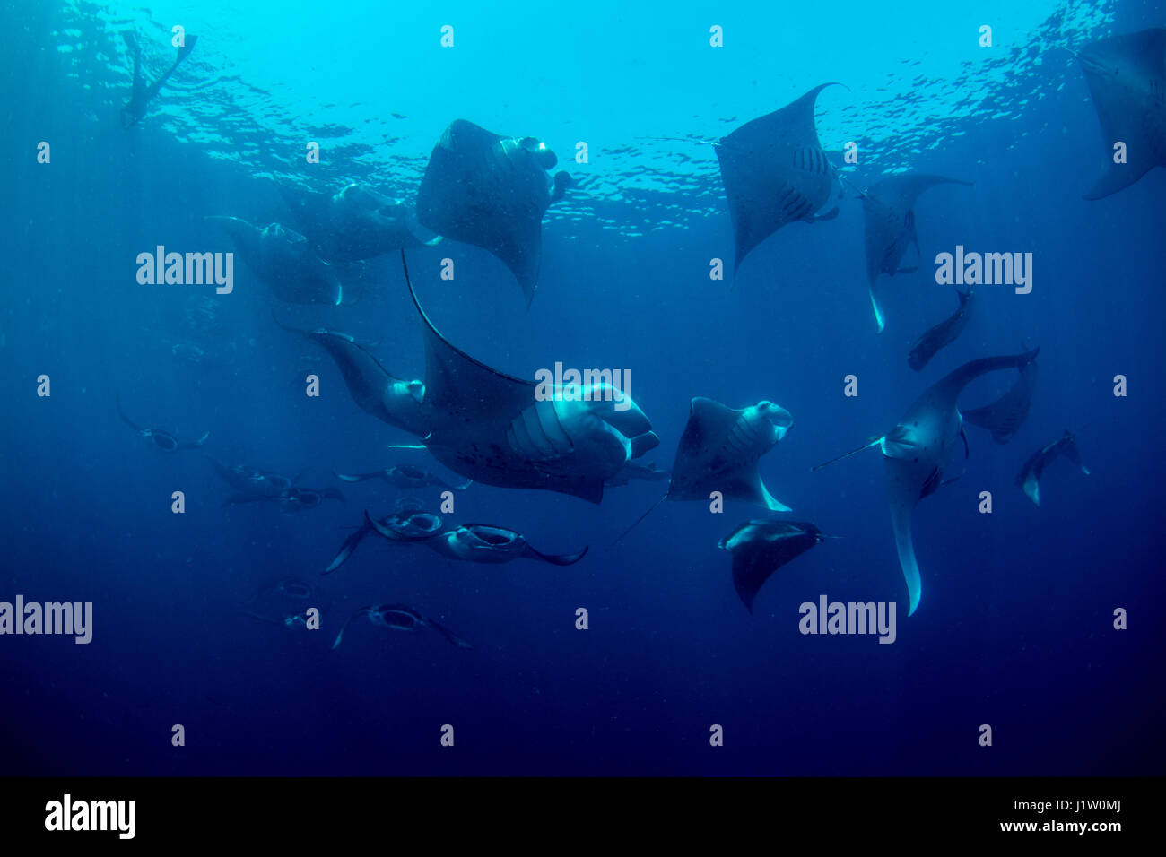Feeding Manta rays in Raa Atoll in the Maldives Stock Photo - Alamy