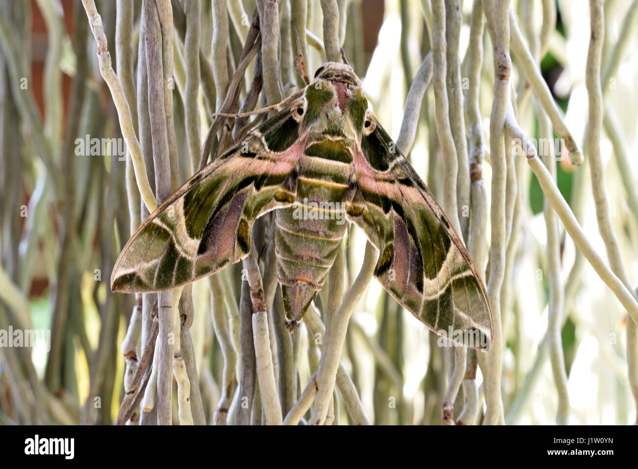 Dorsal view of an adult Oleander Hawk Moth (Daphnis nerii) resting on ...