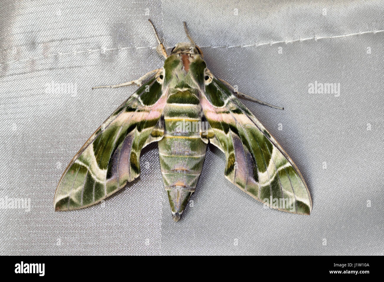Dorsal view of an adult Oleander Hawk Moth (Daphnis nerii) in Bangkok ...