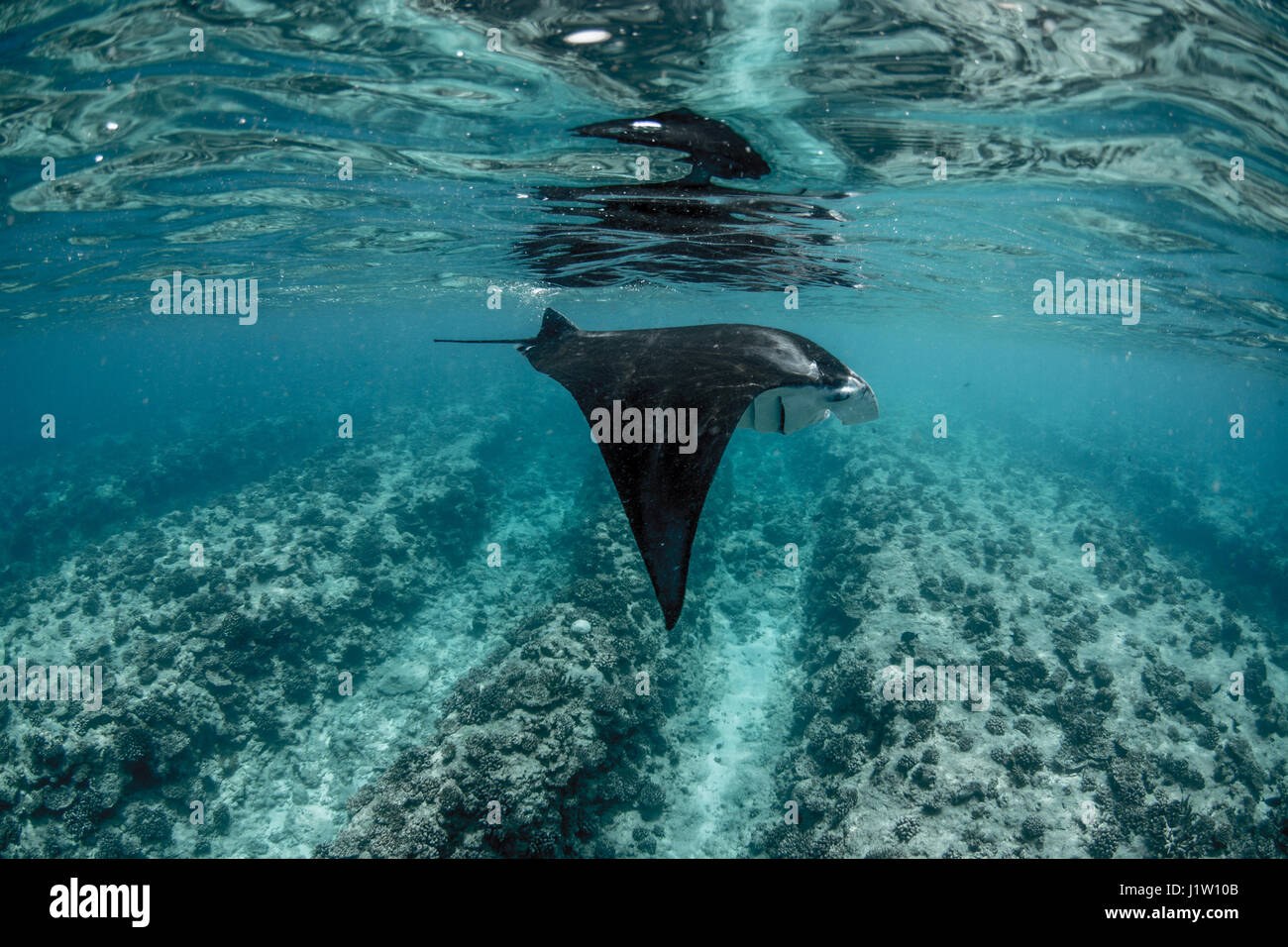 Single manta swimming over shallow coral reef in the Maldives Stock ...