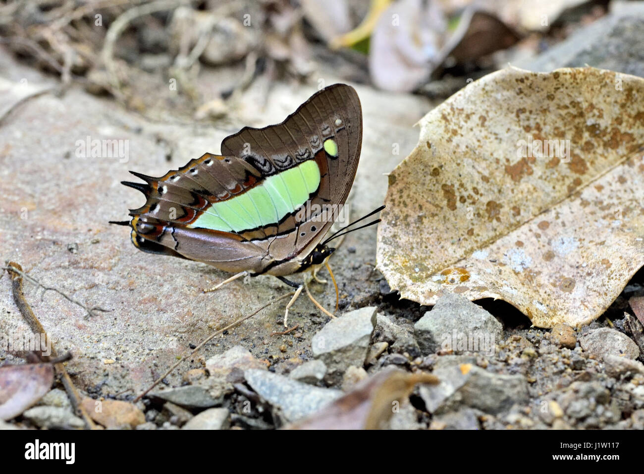 The fast flying Common Nawab Butterfly (Polyura athamas) drinking from ...
